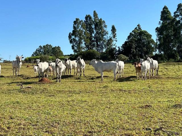 Fazenda para Venda em Água Fria de Goiás/GO Zona Rural