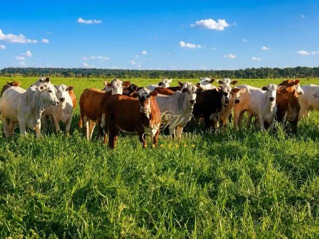 Fazenda para Venda em Alto Araguaia/MT Centro 3 Quartos