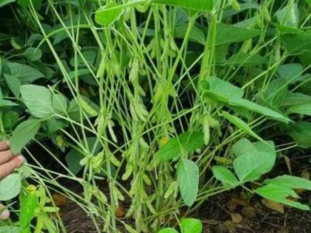 Fazenda para Venda em Alto Boa Vista