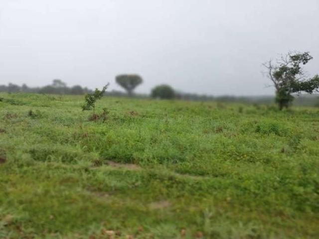 Fazenda para Venda em Alvorada do Norte/GO Zona Rural