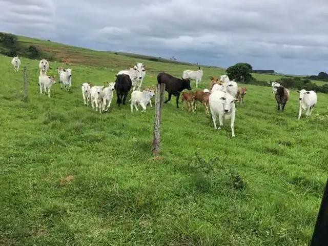 Fazenda para Venda em Alambari/SP Aterradinho 3 Quartos