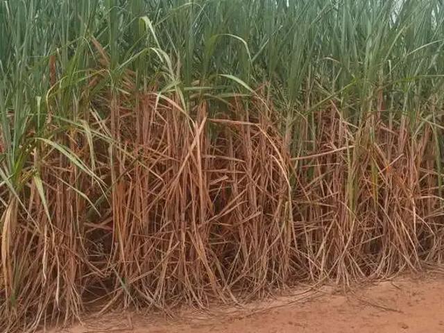 Fazenda para Venda em Araçatuba/SP Área Rural de Araçatuba