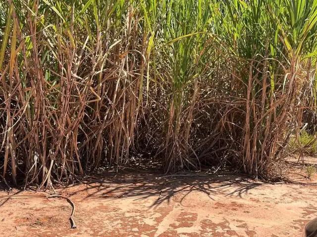 Fazenda para Venda em Araçatuba/SP Área Rural de Araçatuba