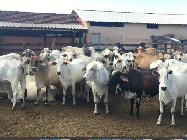 Fazenda para Venda em Araruama/RJ Centro