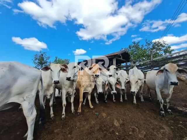 Fazenda para Venda em Araruama/RJ Centro