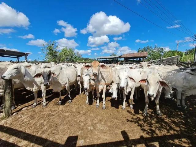 Fazenda para Venda em Araruama/RJ Centro
