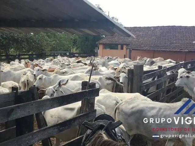Fazenda para Venda em Araruama/RJ Monteiro São Vicente