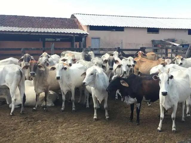Fazenda para Venda em Araruama/RJ Ponte dos Leites