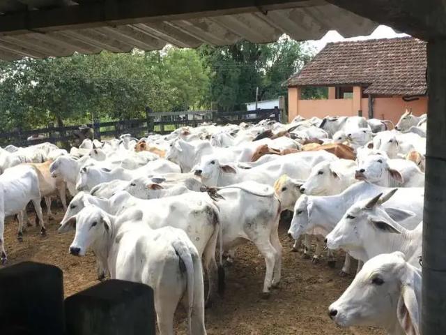 Fazenda para Venda em Araruama/RJ São Vicente de Paula