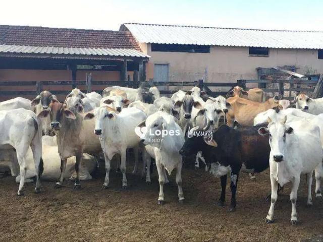 Fazenda para Venda em Araruama/RJ São Vicente de Paula 3 Quartos
