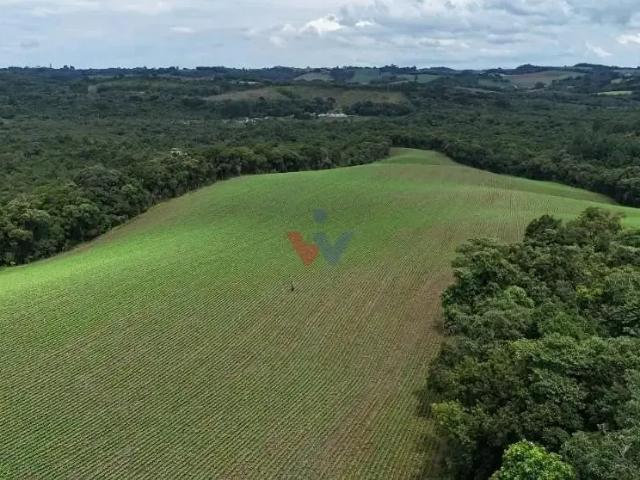 Fazenda para Venda em Araucária/PR Fazenda Velha 1 Quartos