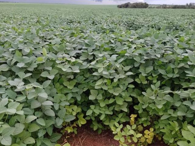 Fazenda para venda em Área Rural de Três Lagoas, Três Lagoas