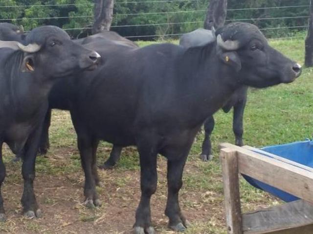 Fazenda para venda em Área Rural de Uberaba, Uberaba