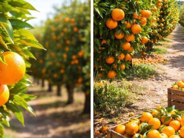 Fazenda para venda em Área Rural de Bauru, Bauru