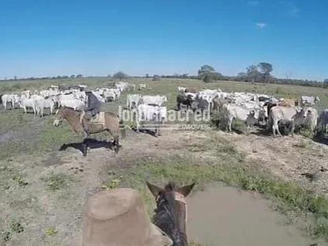 Fazenda para venda em Área Rural de Foz do Iguaçu, Foz do Ig