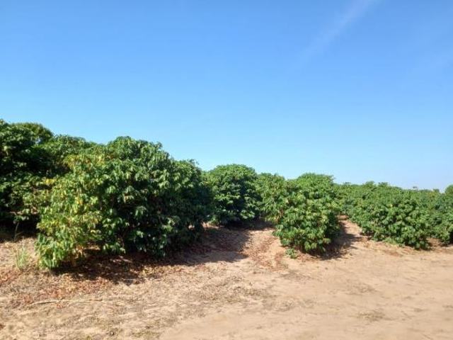 Fazenda para venda em Área Rural de Marília, Marília