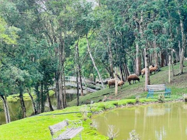 Fazenda para venda em Areia Branca dos Assis, Mandirituba