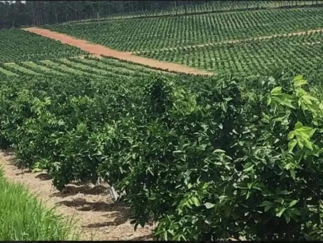 Fazenda para Venda em Avaré/SP Terras Altas