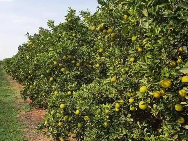 Fazenda para Venda em Avaré/SP Área Rural de Avaré