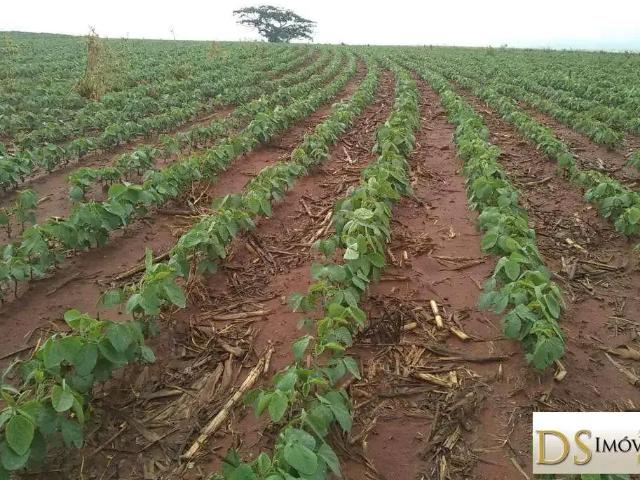 Fazenda para Venda em Avaré/SP Centro