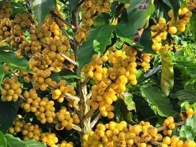 Fazenda para Venda em Boa Esperança/MG Zona Rural