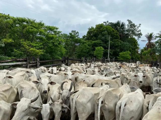 Fazenda para Venda em Bom Jesus/PI Zona Rural