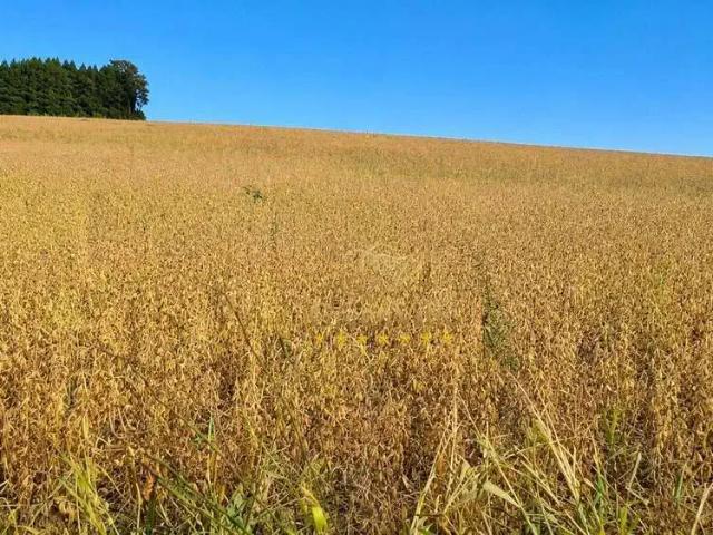 Fazenda para Venda em Balsa Nova/PR São Luiz do Purunã