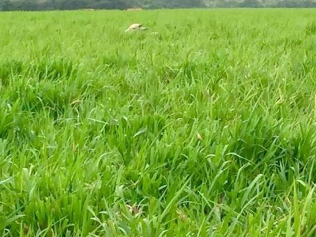 Fazenda para venda em Bandeirantes