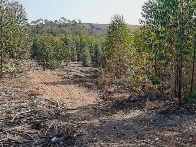 Fazenda para venda em Barroso