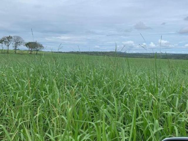 Fazenda para Venda em Barra do Garças