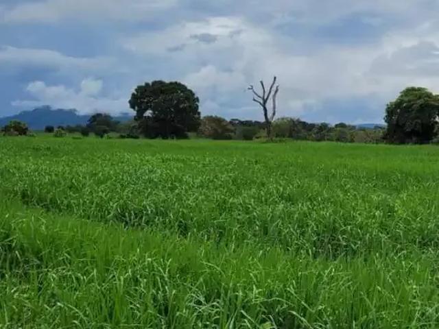 Fazenda para Venda em Barra do Garças/MT Zona Rural