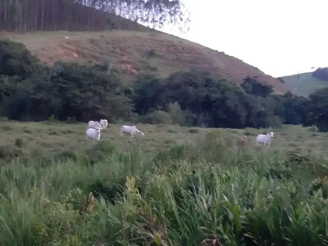 Fazenda para Venda em Bela Vista de Minas/MG Centro