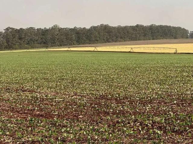 Fazenda para Venda em Bernardino de Campos/SP Zona Rural 3 Quartos