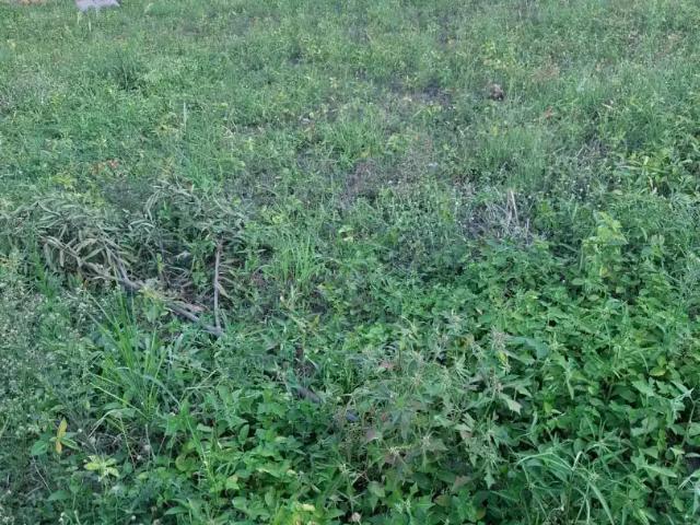 Fazenda para Venda em Birigui/SP Área Rural de Birigüi