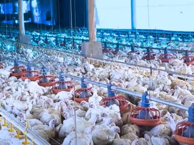 Fazenda para Venda em Brasília/DF Brazlândia