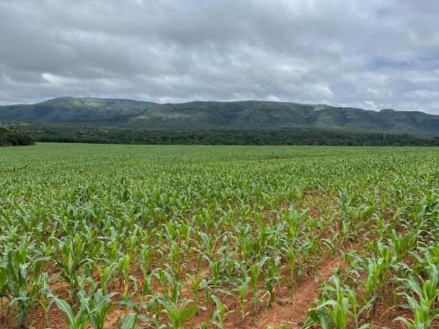 Fazenda para Venda em Buritis