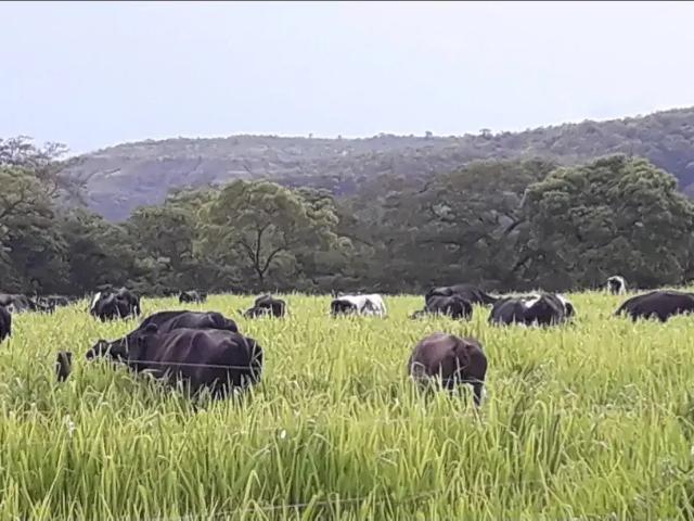 Fazenda para Venda em Buritis/MG Zona Rural