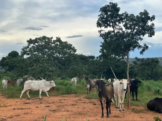 Fazenda para Venda em Buritis/MG Zona Rural