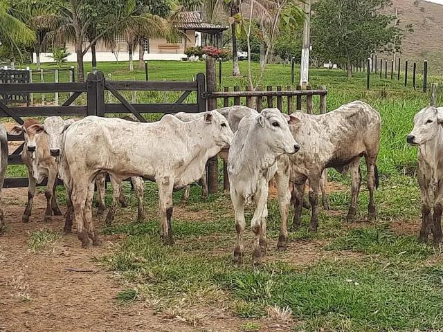 Fazenda para Venda em Governador Valadares/MG Centro