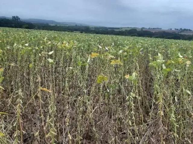 Fazenda para Venda em Goiatuba/GO Zona Rural