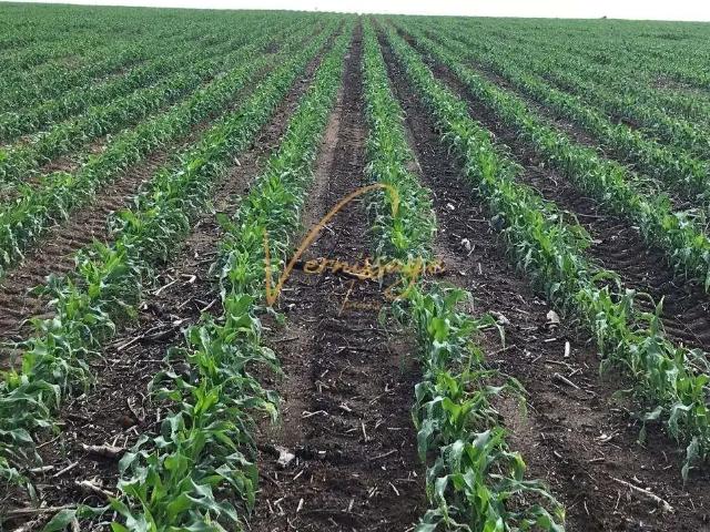 Fazenda para Venda em Gaúcha do Norte/MT Centro