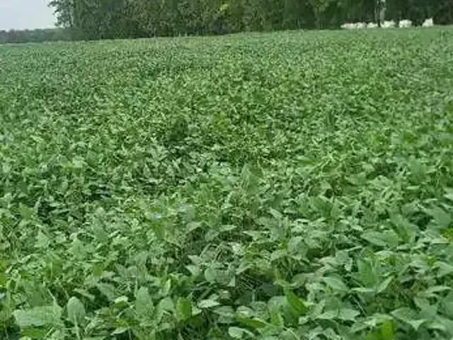 Fazenda para Venda em Gaúcha do Norte/MT Zona Rural