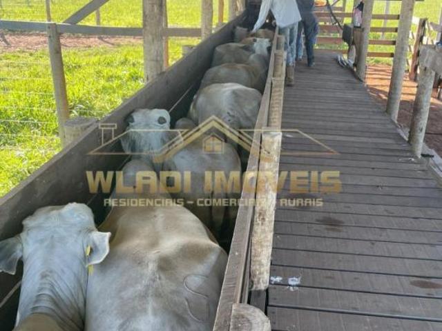 Fazenda para Venda em General Carneiro, Distrito de Paredão Grande
