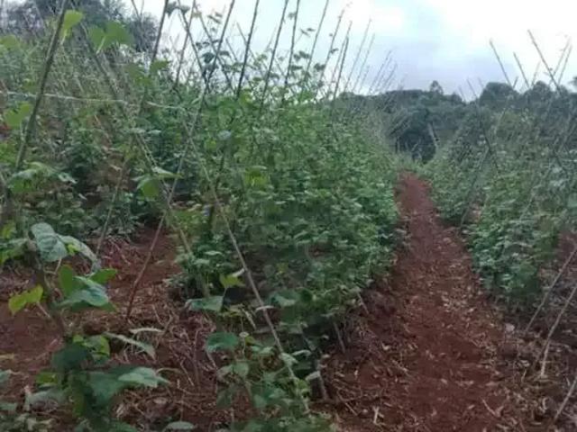 Fazenda para Venda em Guapiara/SP Centro