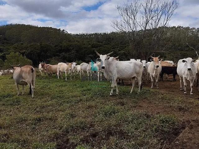 Fazenda para Venda em Guaratinguetá/SP Centro 8 Quartos