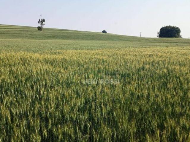 Fazenda para venda em Guaravera, Londrina