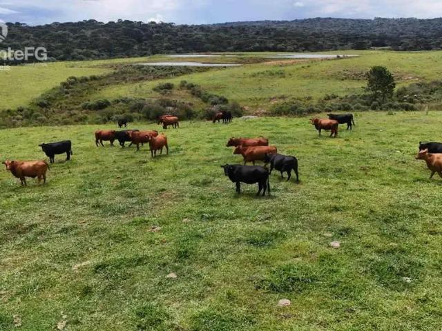 Fazenda para Venda em Guarapuava/PR Área Rural de Guarapuava