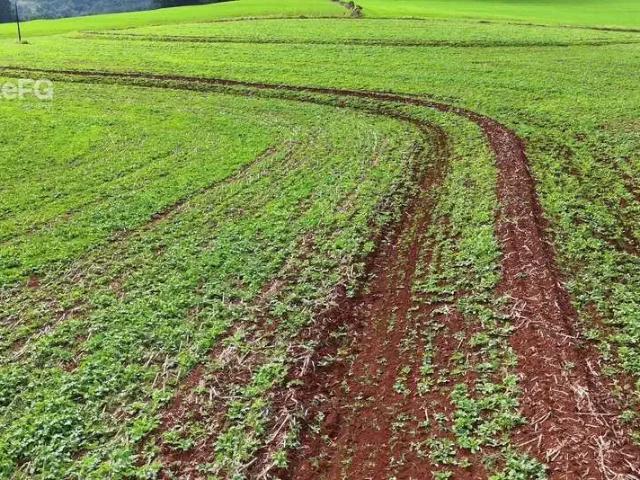 Fazenda para Venda em Guarapuava/PR Área Rural de Guarapuava