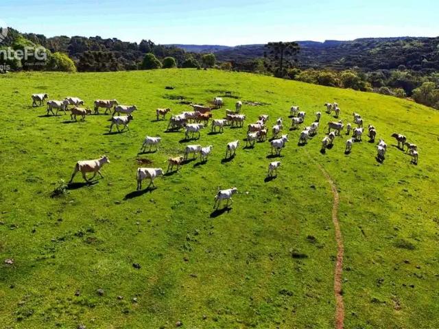 Fazenda para Venda em Guarapuava/PR Área Rural de Guarapuava