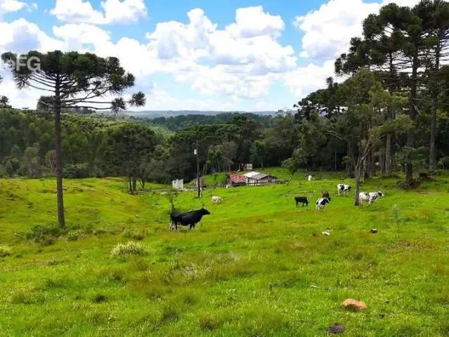 Fazenda para Venda em Guarapuava/PR Área Rural de Guarapuava